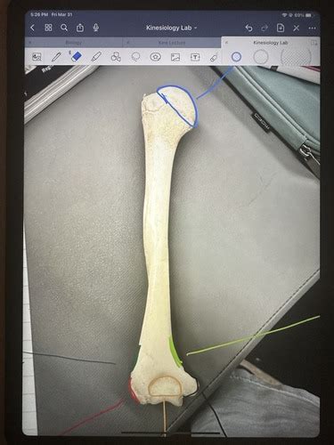 bri struct kin review humerus flashcards quizlet