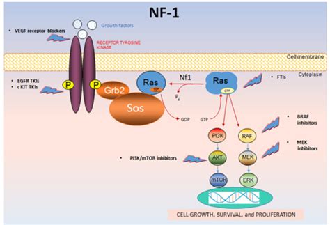 The Role Of Mutations On Gene Nf1 In Neurofibromatosis Type 1 Syndrome Clinicsearch