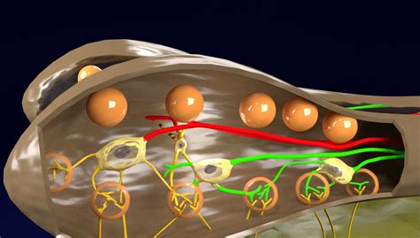 Olfactory System Smell Odour Detail Labelled 3d Model Superhive