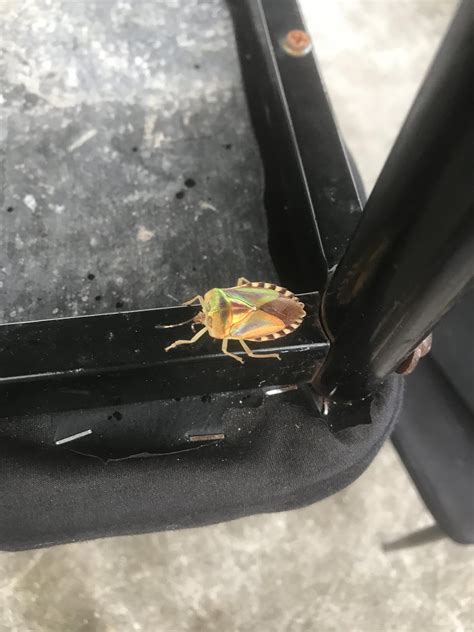 What Is This Weird Colored One R Insects