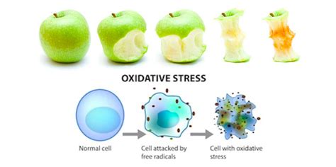 Free Radicals Vs Antioxidants And How They Impact Your Immune System