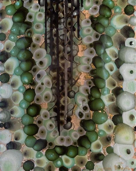 Leaf Veins Etsy Things Under A Microscope Microscopic Photography