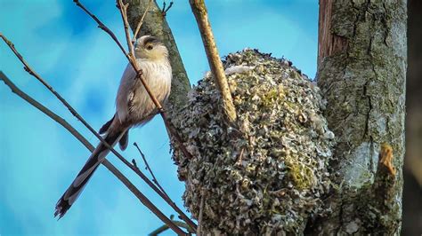 Die Schwanzmeise Ist Ein Kleiner Sperlingsvogel Mit Langem Schwanz Der