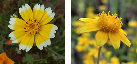 Tidy Tips Flower