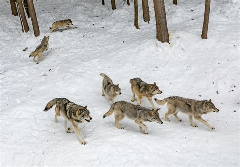 Are Wolves Dangerous To Humans Exploring Biology Interactions And