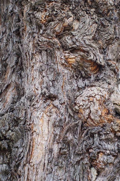 Pine Tree Texturetree Crackedold Tree Skin Stock Image Image Of