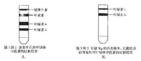 下图表示玉米种子的形成和萌发过程 据图分析正确的叙述是 A ①与③细胞的基因型可能不同 B ①结构由胚芽 胚轴 胚要和胚柄四部分构成 C ②结构会出现在所有被子植物的成熟种子中 D ④过程
