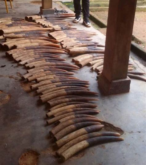 Three Arrested 106 Elephant Tusks Seized In Southeast Cameroon Wwf