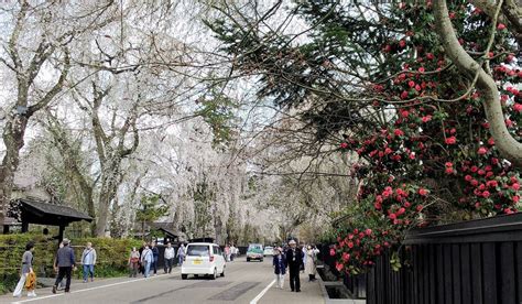 角館のしだれ桜 従兄弟の東北桜便り ありのまま、自然に
