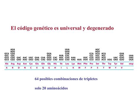 PPT El código genético es universal y degenerado PowerPoint Presentation ID