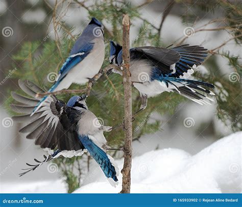 Zdjęcia Z Blue Jay Bird Niebieskie Ptaki Jay Grążone W Trójkącie Z