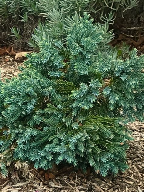 Oderings Garden Centres Shrub Juniperus Blue Star