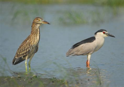 Adult And Juvenile Night Herons