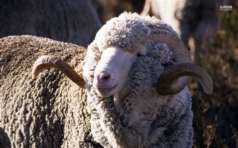 Hd Sheep Wallpaper Wallpapersafari