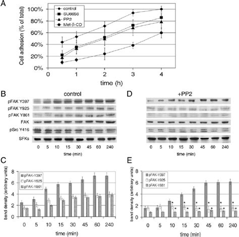 Sw480 Cell Adhesion Kinetics A Sw480 Cell Adhesion Kinetics On