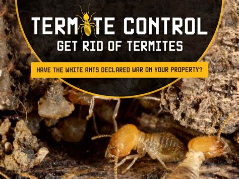 Termite Control Get Rid Of Termites Infographic