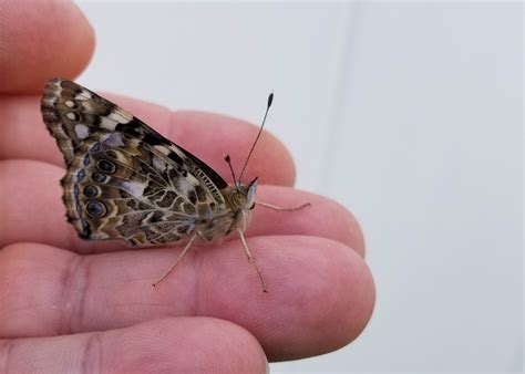 A GEEK DADDY INSECT LORE LIVE BUTTERFLY KITS