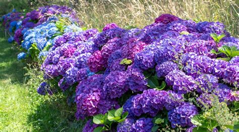 11 Tips For Growing Hydrangeas As Hedges