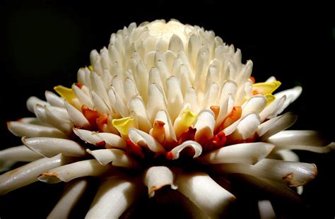 White Torch Ginger Photograph By Kelly Headrick