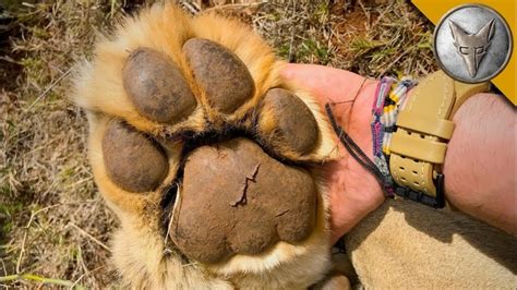 How Big Is A Lions Paw