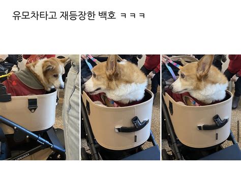 학점은행제 해시쌤🏳️‍🌈 On Twitter 강아지를 키우고 있거나 키워본 적 있는 사람들은 다 이 표정을 알거예요 정말