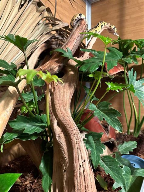 Ball Python Care Sheet Reptiles Heaven