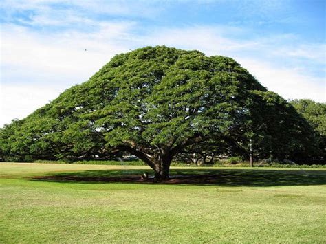9 Trees That Look Like Umbrellas Umbrella Shaped Trees Hello Lidy