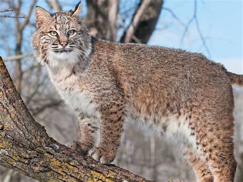 Bobkitten Wallpapers Wallpaper Cave