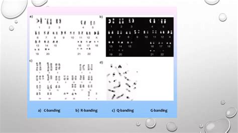 Characterisation Of Cells Lines Pptx