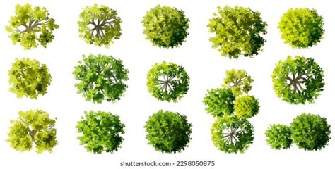 20 Free Tree Brushes Photoshop Brushes