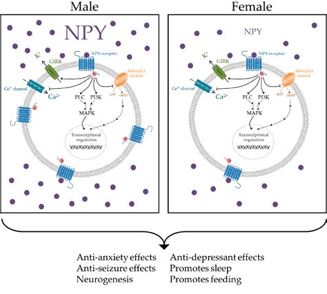 Figure 1 From Sex Differences In The Neuropeptide Y System And