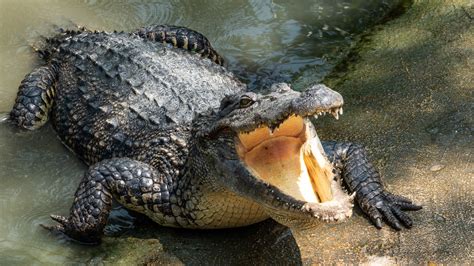 Crocodiles Eating People