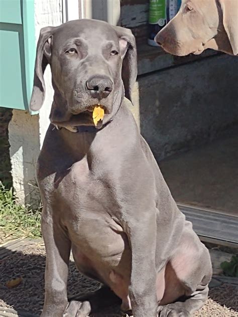 Bart Taste Testing The Fall Colors R Weimaraner
