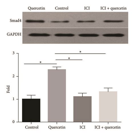 Effects Of Ici182780 On Bmp2 Smad1 P Smad1 Smad4 Runx2 Osx And