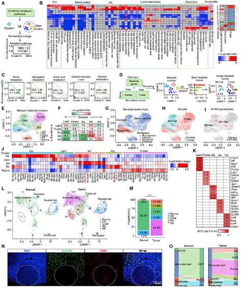 Figure 2 From Metabolism Drives Macrophage Heterogeneity In The Tumor