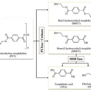 PDF An Overview Into Polyethylene Terephthalate PET Hydrolases And