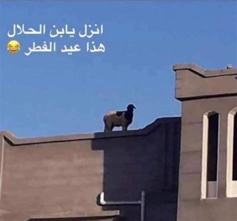 أشهر 10 نكت عن النمل والفيل مضحكة جدًا موقع قبيلة