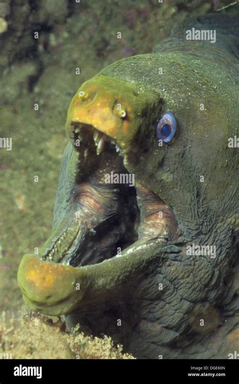 Do Eels Have Teeth
