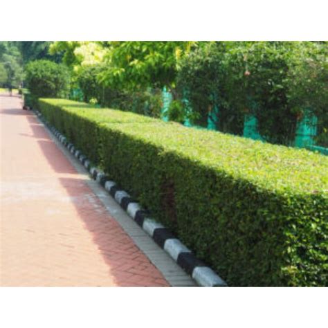 Jual Tanaman Teh Tehan Teh Pagar Acalypha Siamensis Teh Tehan Hijau Shopee Indonesia