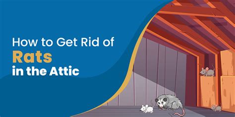 How To Get Rid Of Rats In Attic For Good [without Killing]