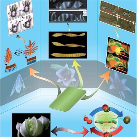 Shape Transformation In Naturally Occurring Phenomena A