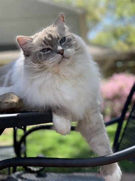 Why Do Cats Have Leg Whiskers Floppycats™