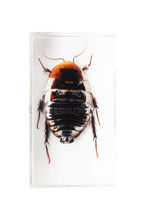 Cockroach Isolated On White Stock Image Image Of Creepy Entomology