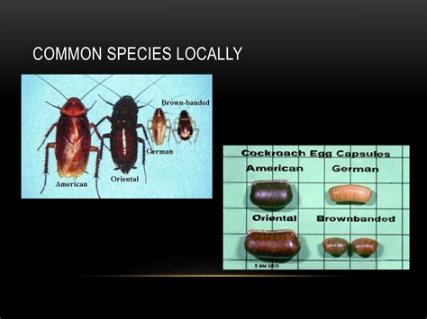 Ppt Cockroaches Powerpoint Presentation Free Download Id9382584