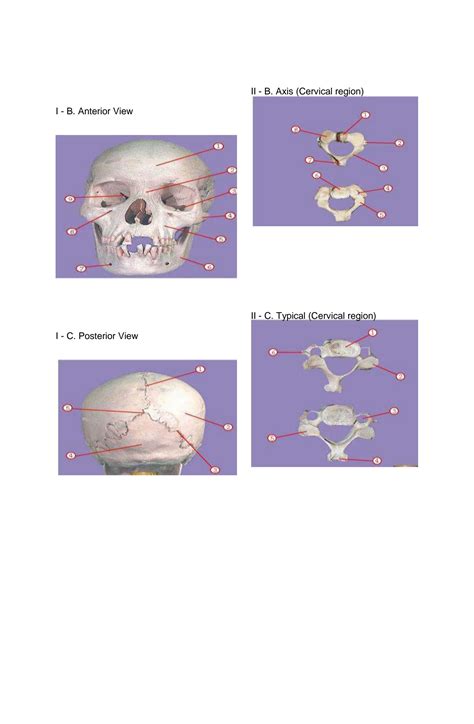 Solution Group 1 Laboratory Worksheet 6 Skeletal System And Articular