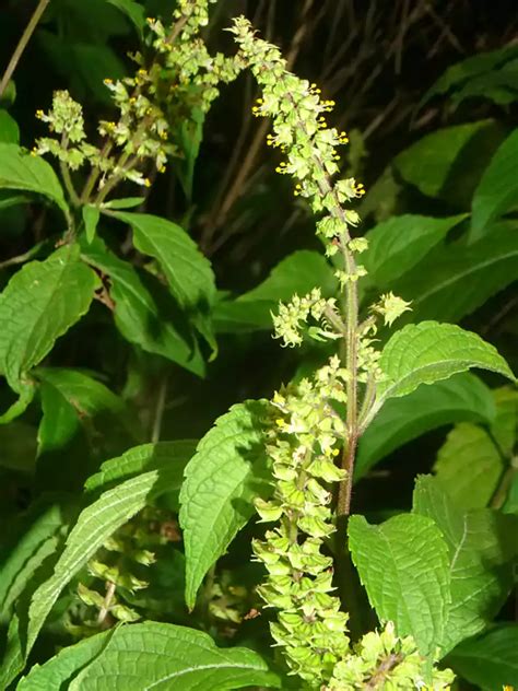 Ocimum Gratissimum Ramathulasi Shrubby Basil രാമതുളസി Smpb Kerala