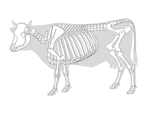 Cow Skeleton Anatomy — Printable Worksheet
