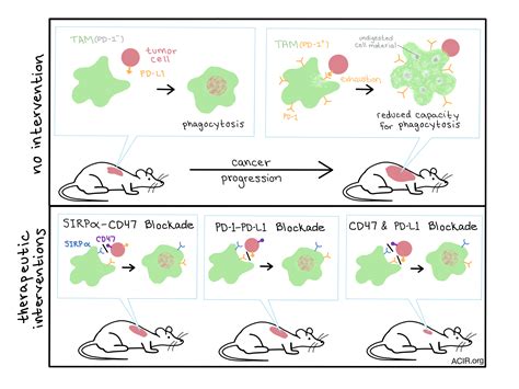 Pd 1 Expression By Tumour Associated Macrophages Inhibits Phagocytosis