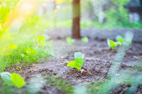 양배추의 어린 콩나물은 채소밭에서 자랍니다 일출에 토양에있는 양배추 묘목 0명에 대한 스톡 사진 및 기타 이미지 0명 근거리 초점 녹색 Istock