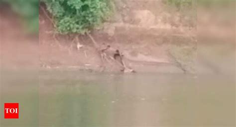 Gujarat Labourer Dies In Crocodile Attack In Orsang River Vadodara